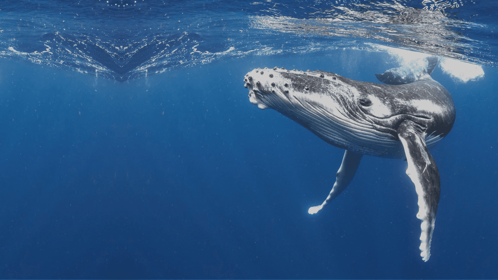 Why innovative nature-based solutions should be part of every ...